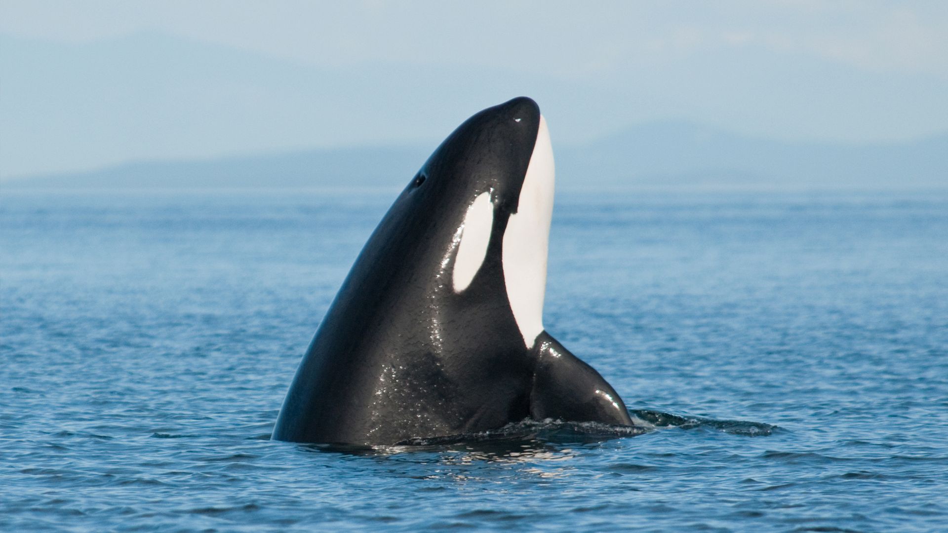 The Week contest: Orca fashion | The Week