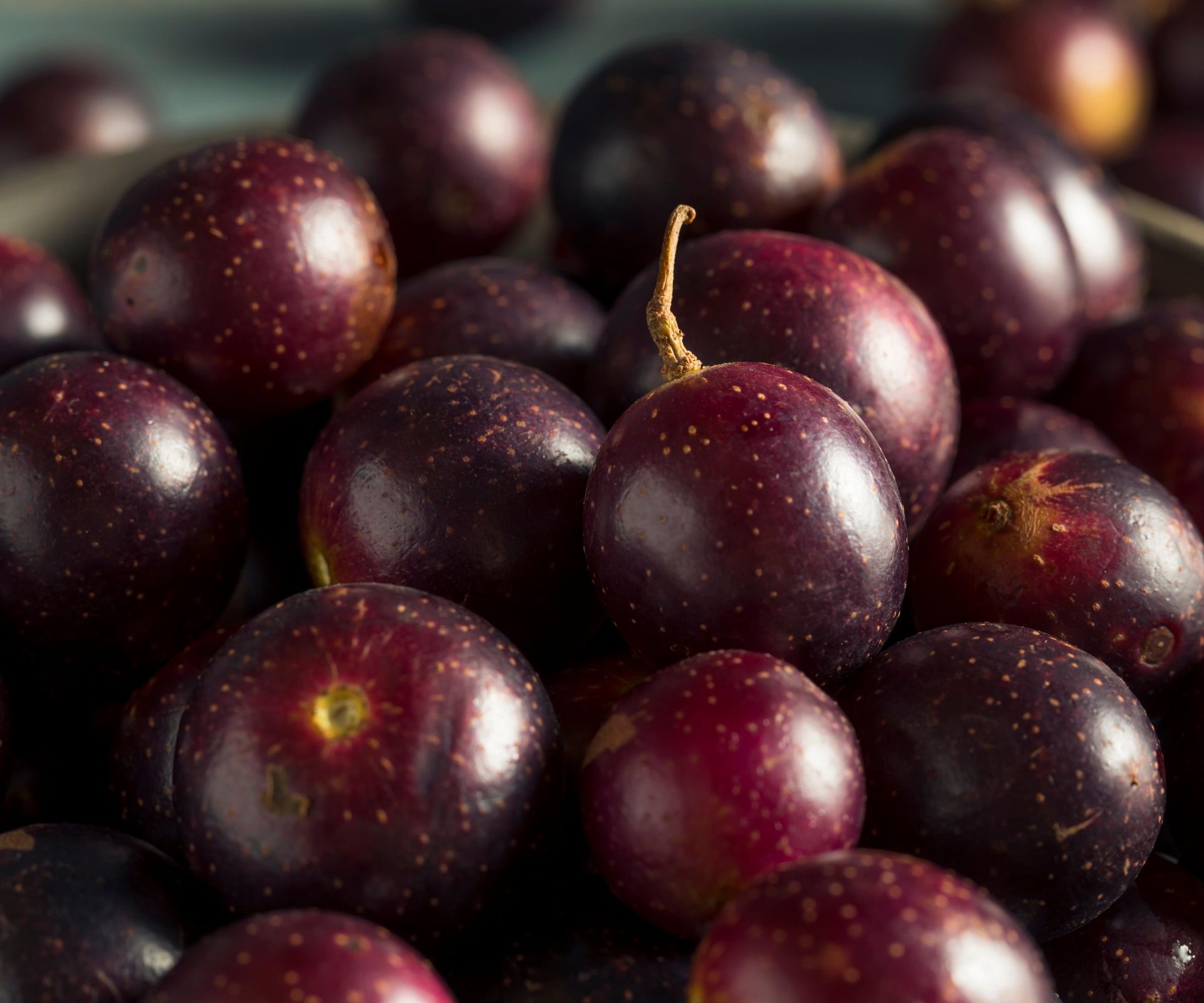 how to grow muscadine grapes | Homes and Gardens