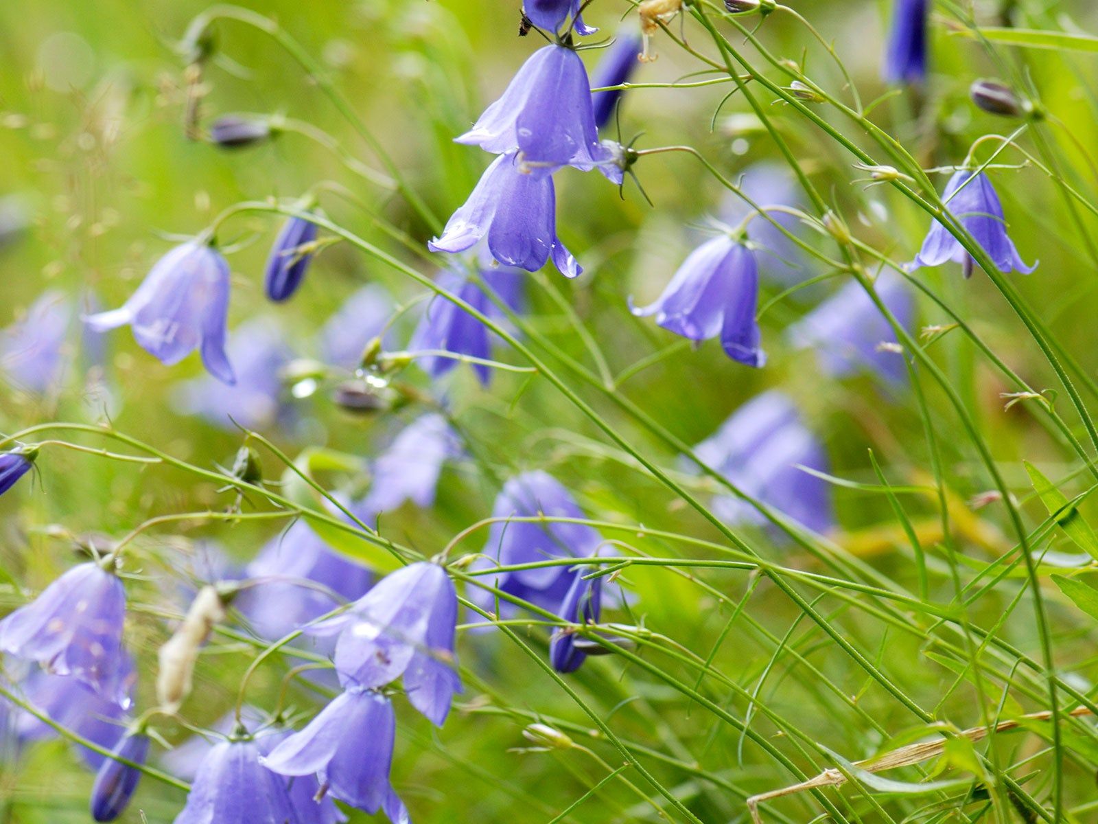 Bring On The Bellflowers: Campanula Varieties For Every Garden ...