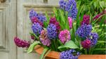 Bulbs for shade: 6 blooms for brightening darker corners | Homes and ...