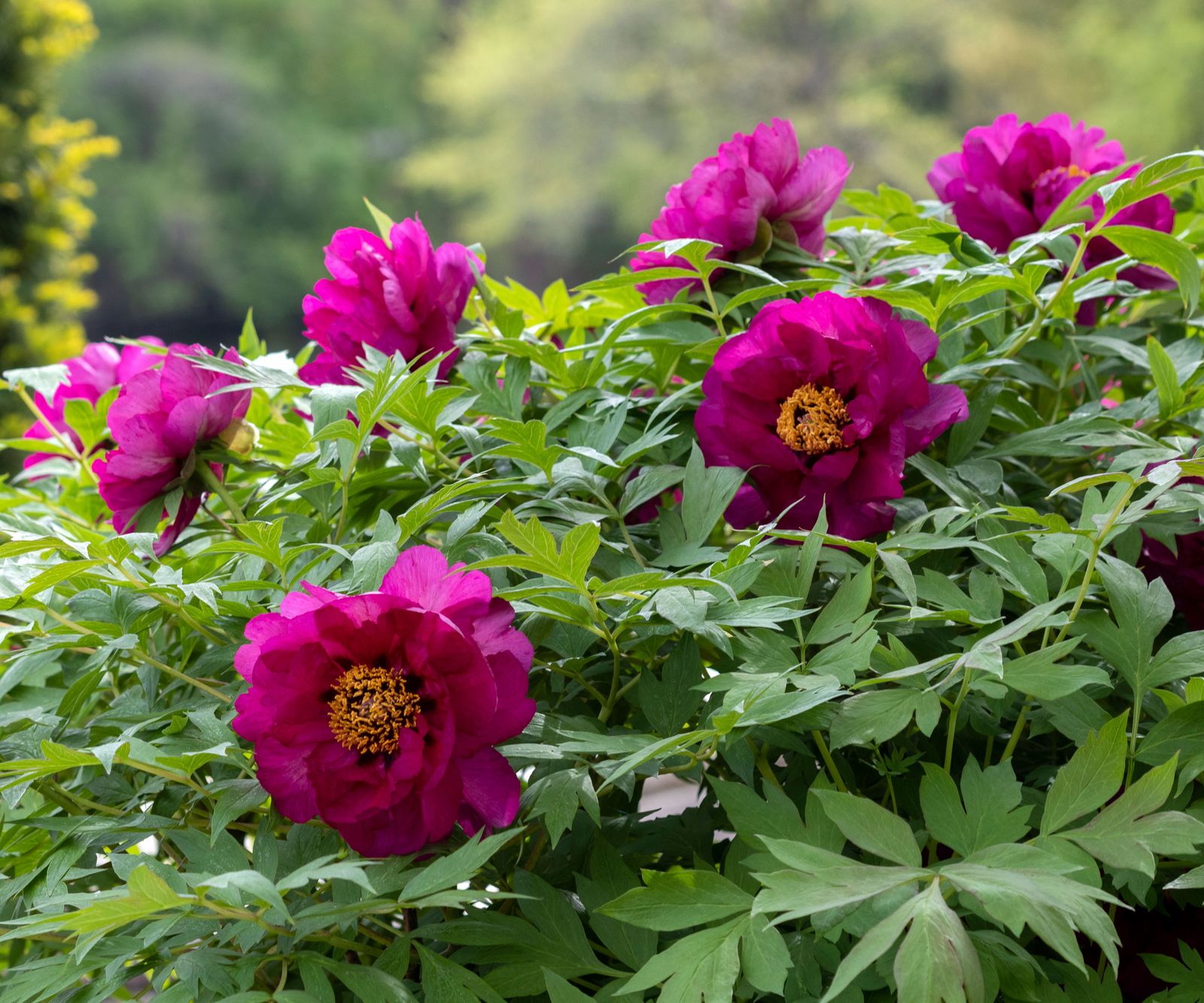 Grow A Gorgeous Tree Peony: Total Care For Stunning Shrubs | Gardening ...