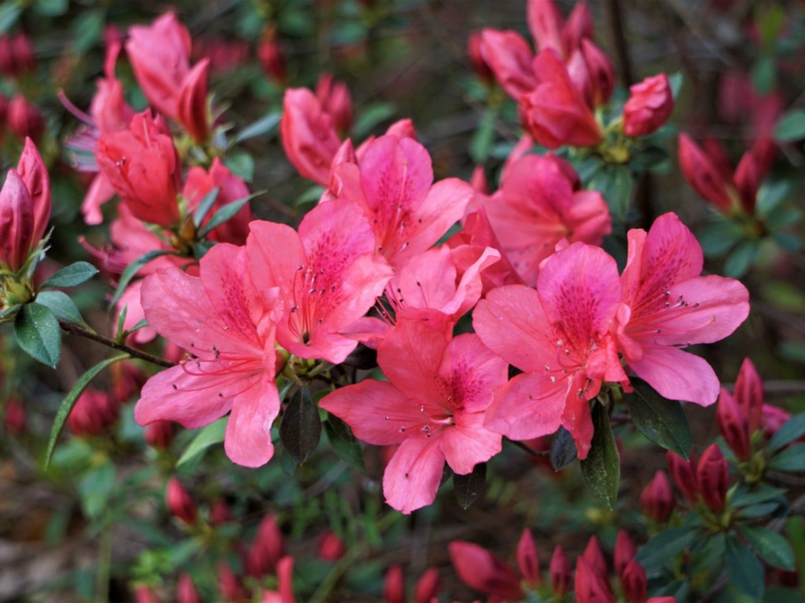 Learn How To Grow And Care For Azaleas | Gardening Know How