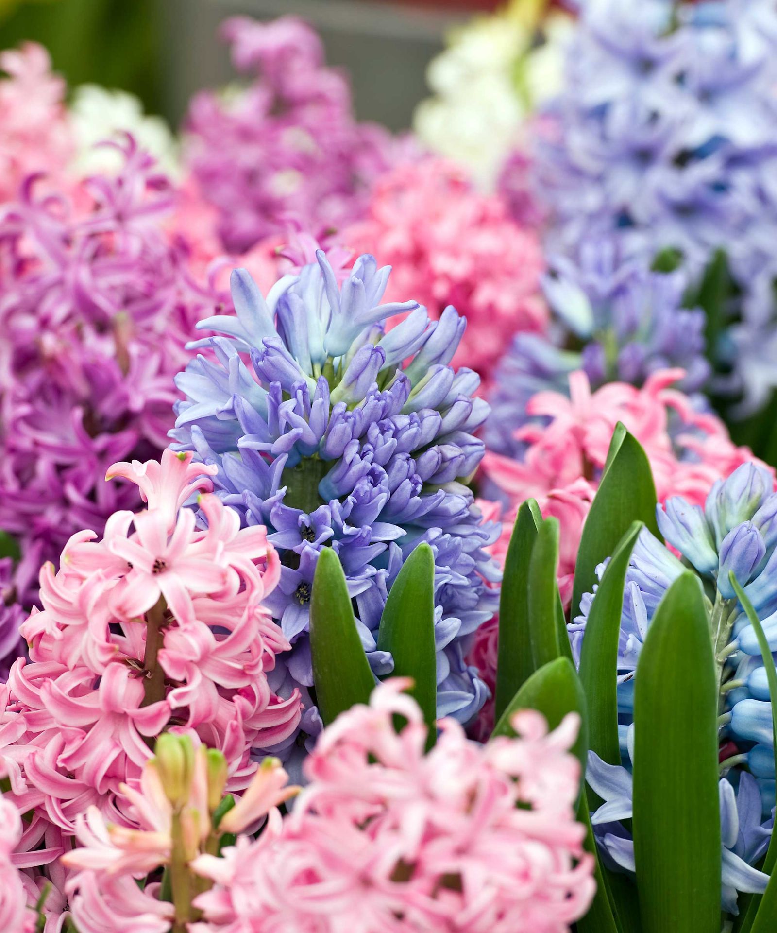 How and when to plant hyacinth bulbs: easy tips for a gorgeous spring ...