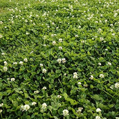 8 unexpected benefits of growing clover in your yard | Homes and Gardens