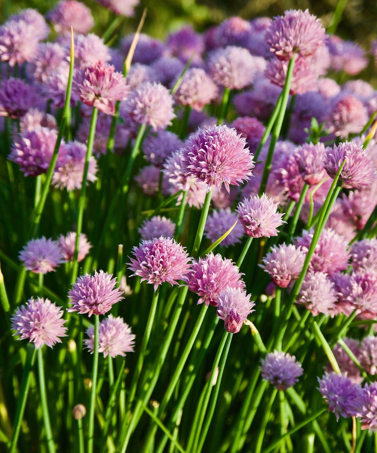 Chives care and growing guide: tips for this perennial herb | Gardeningetc