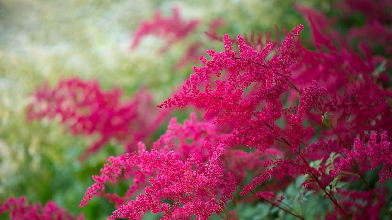 Should I deadhead yarrow? Garden experts share their knowhow | Homes ...
