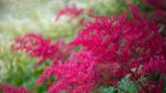 How to grow heather for long-lasting color in your yard | Homes and Gardens