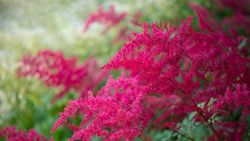 Pieris care and growing guide: expert tips on andromeda bush | Homes ...