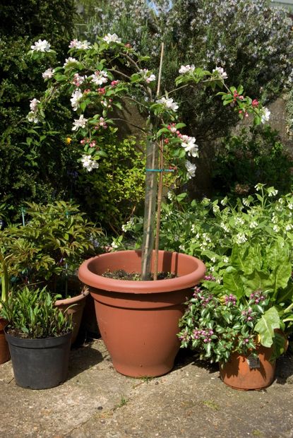 Best fruit trees to grow in pots: our top choices for containers ...