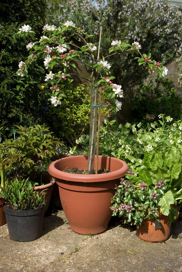 Best fruit trees to grow in pots: our top choices for containers ...