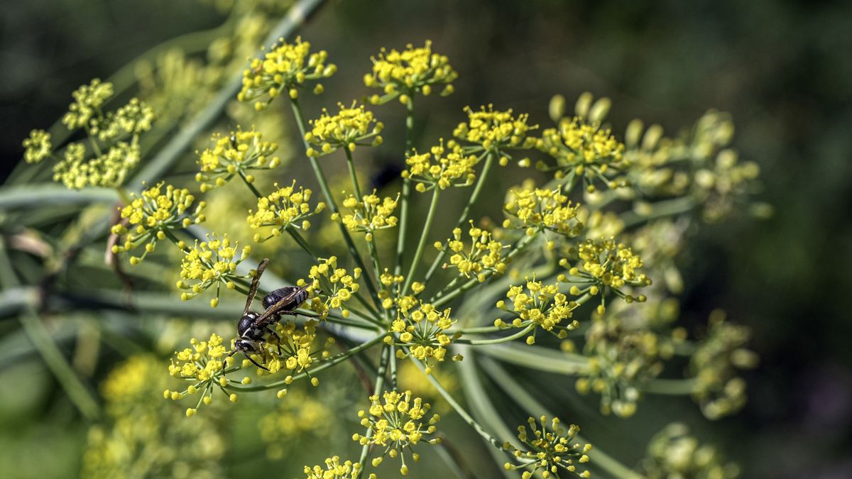 How to grow golden Alexander: for acid-yellow blooms | Homes and Gardens