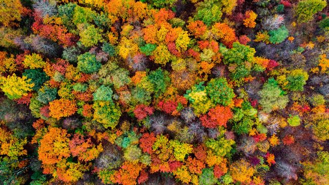 Autumn: The cooling-off season | Live Science