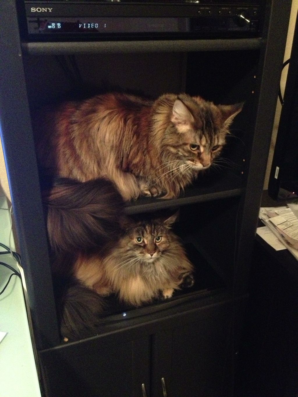 Show Us Your Rig: Everquest Next's Creative Director Jeff Butler | PC Gamer