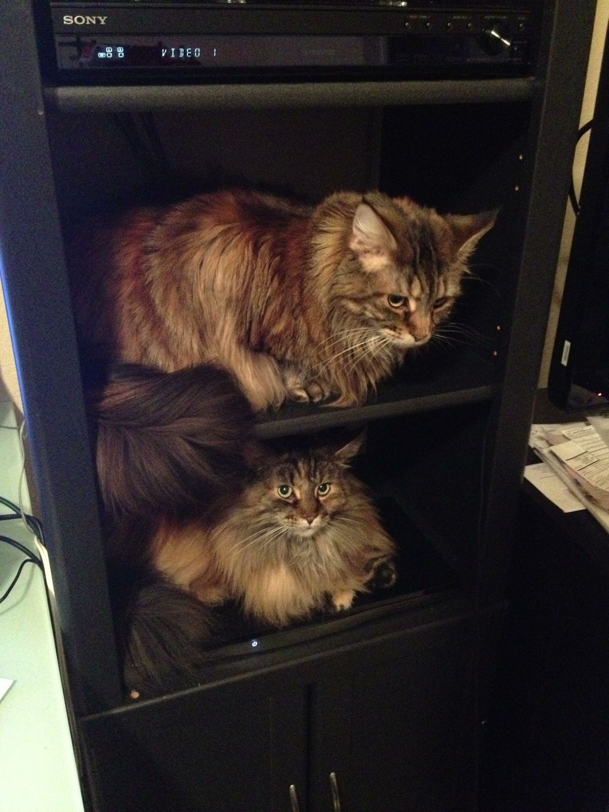 Show Us Your Rig: Everquest Next's Creative Director Jeff Butler | PC Gamer