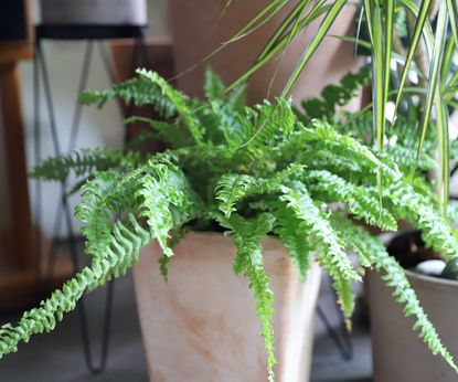 Boston fern care: 3 tips from an expert | Homes and Gardens