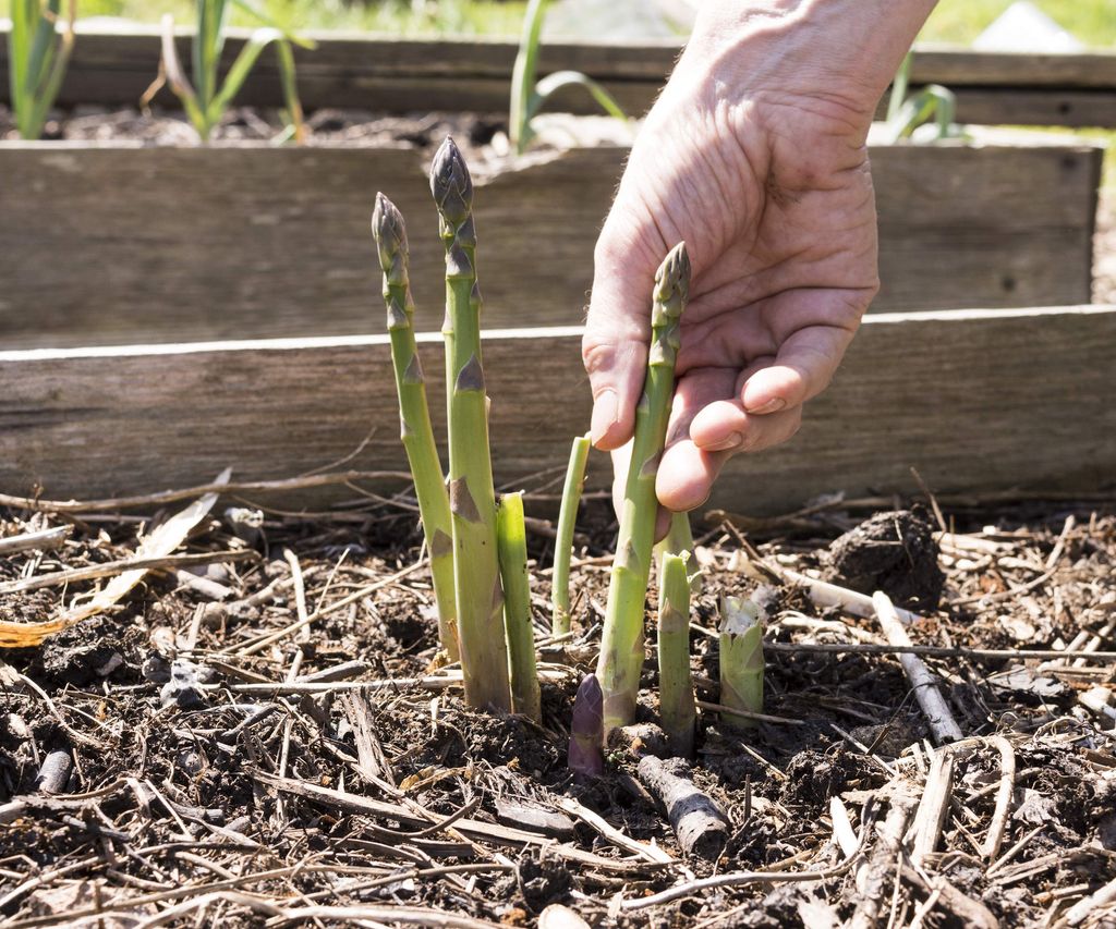 How to grow asparagus in a container: 4 tips to follow | Homes and Gardens