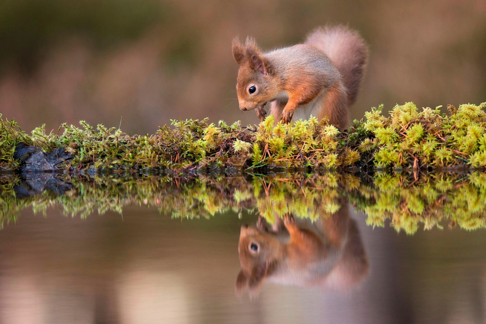 Britain has 763 different types of moss — and they're varied ...