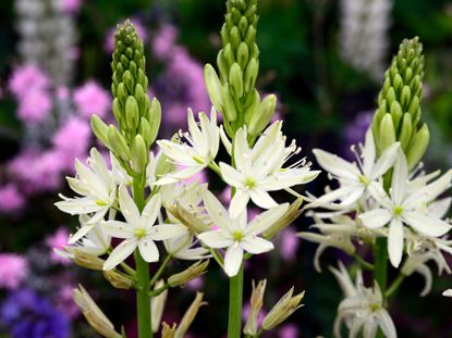 Best flower bulbs for shady backyards | Livingetc