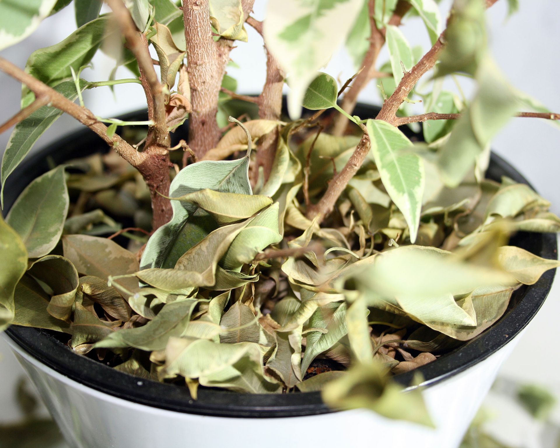 Mold on houseplant soil: expert tips on how to get rid of it | Gardeningetc