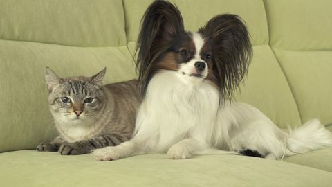 20 best dog breeds for cats and multi-pet households | PetsRadar