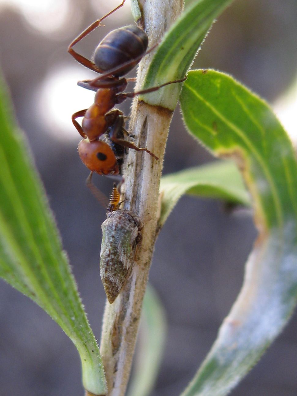 When Ant-Eating Bears Arrive, A Native Plant Thrives | Live Science