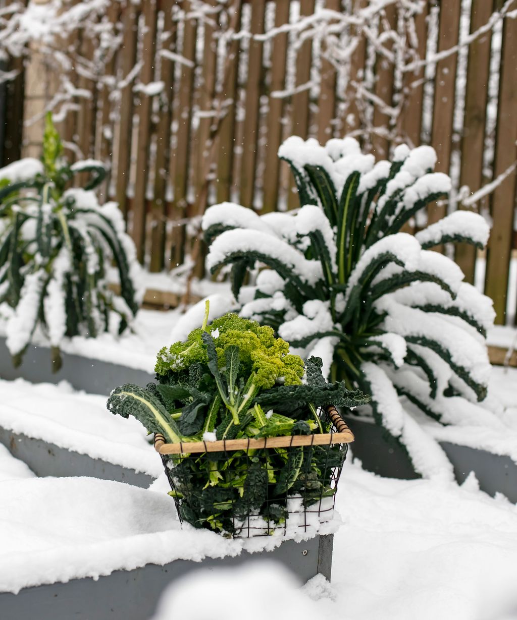 5 Cold-Hardy Vegetables You Can Grow in December | Livingetc