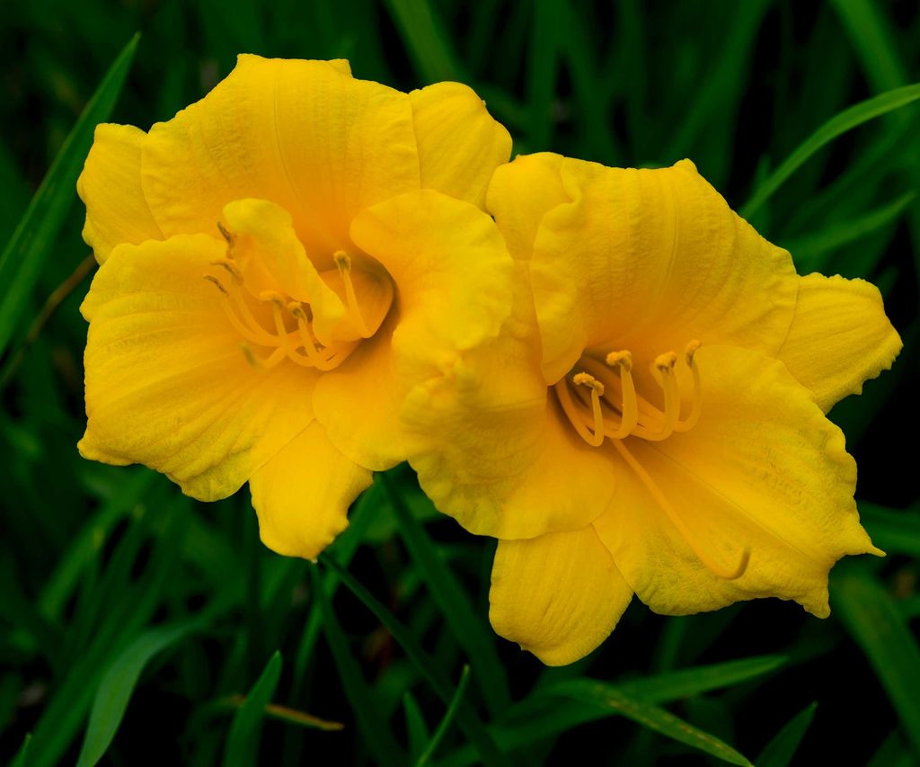 How to grow Stella d'Oro daylily: professional advice | Homes and Gardens