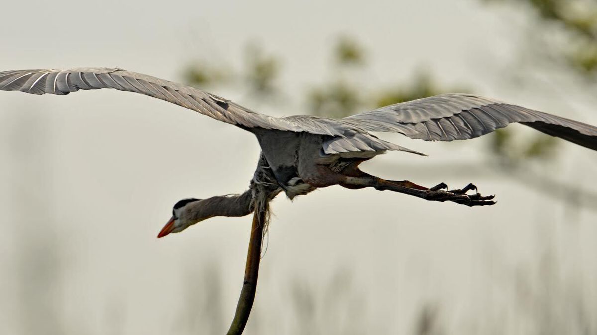 Alien-like photo shows eel dangling out of heron's stomach in midair ...