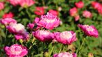 How and when to transplant peonies to ensure happy plants | Homes and ...