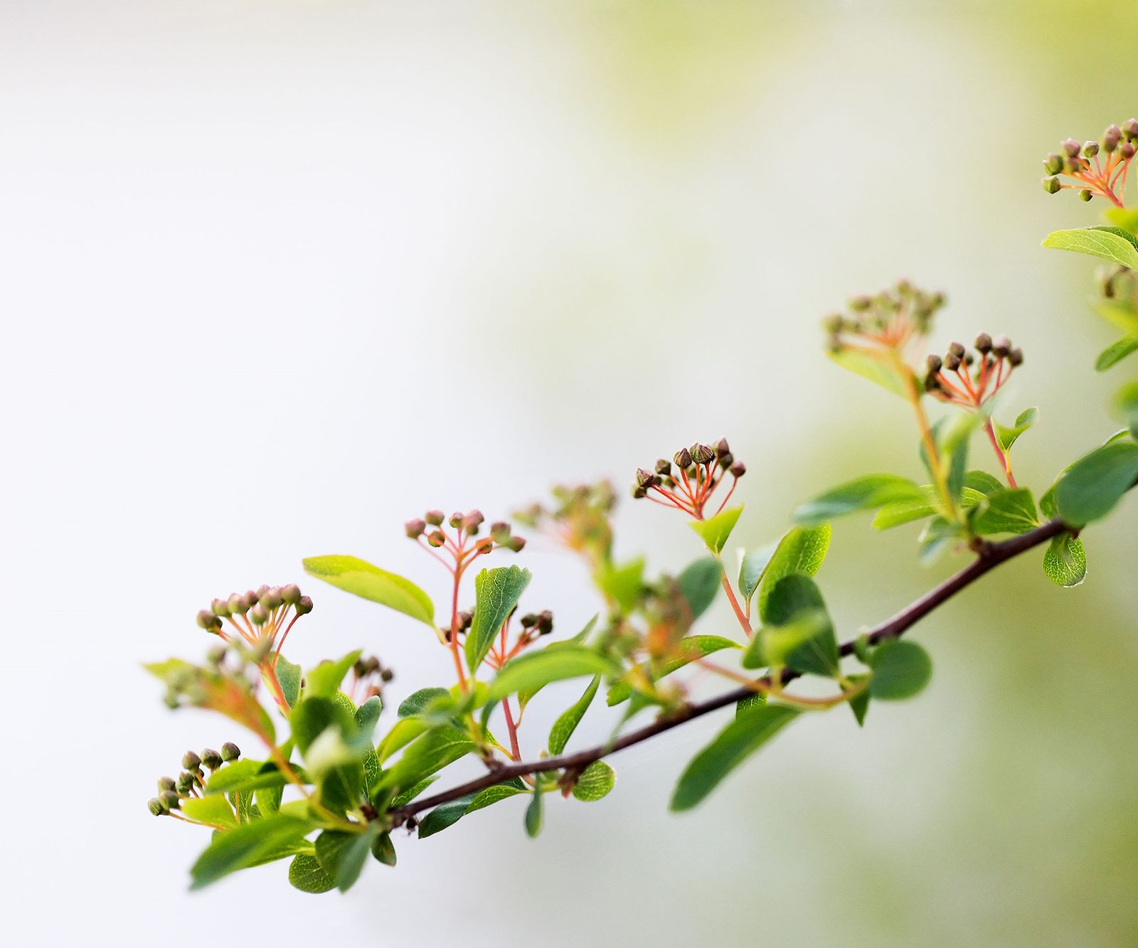 10 of the best spiraea varieties and where to buy them | Homes and Gardens