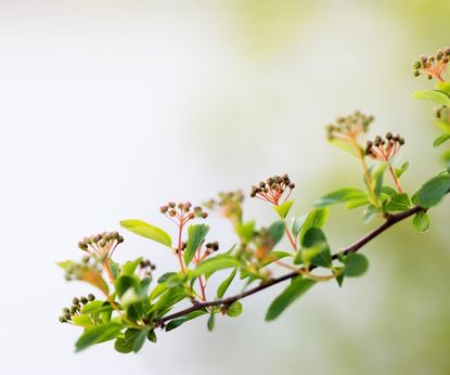 10 of the best spiraea varieties and where to buy them | Homes and Gardens