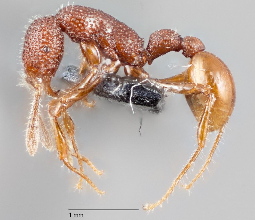 Cannibal 'T. Rex' Ants Seen Live for 1st Time Ever (and They're Shy ...