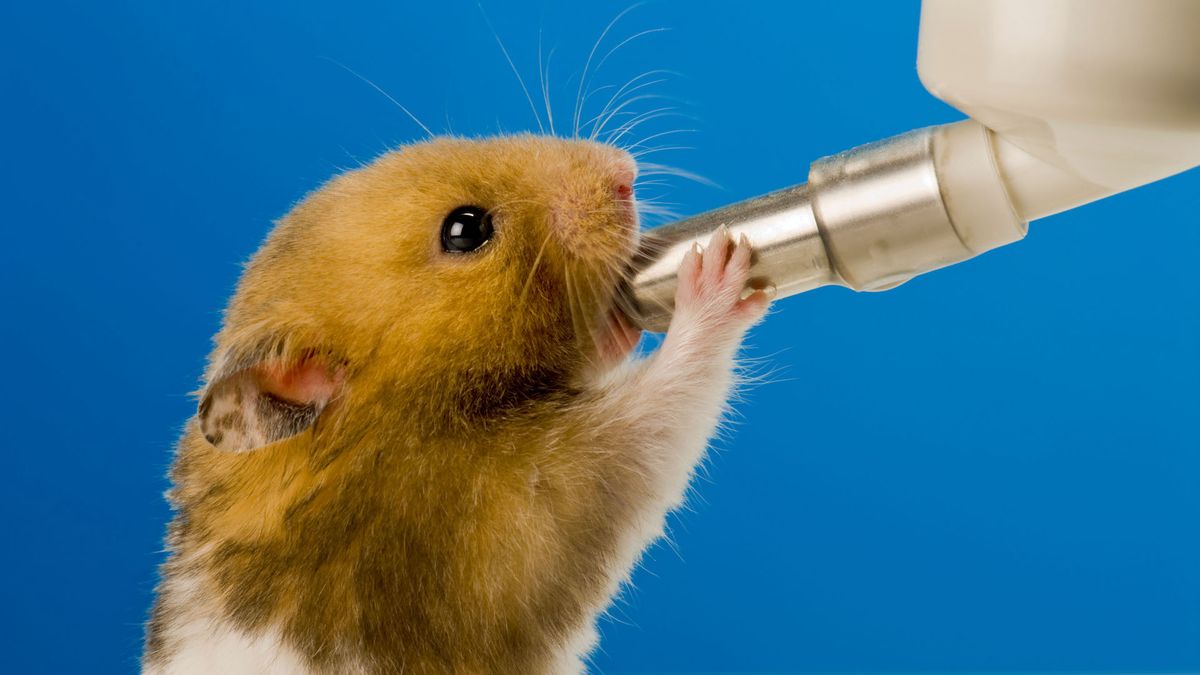 32 hamster care tips from a long-time hamster parent | PetsRadar