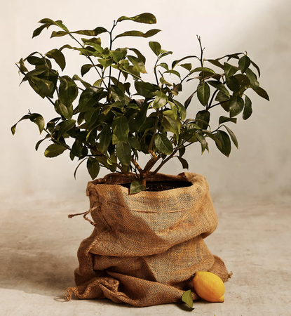 The 8 Most Beautiful Houseplants Designers Love to Use Most — "They ...