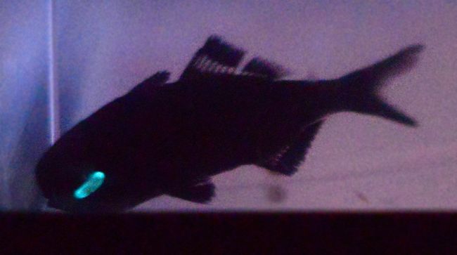 In Images: Glowing is Widespread in Marine Fishes | Live Science