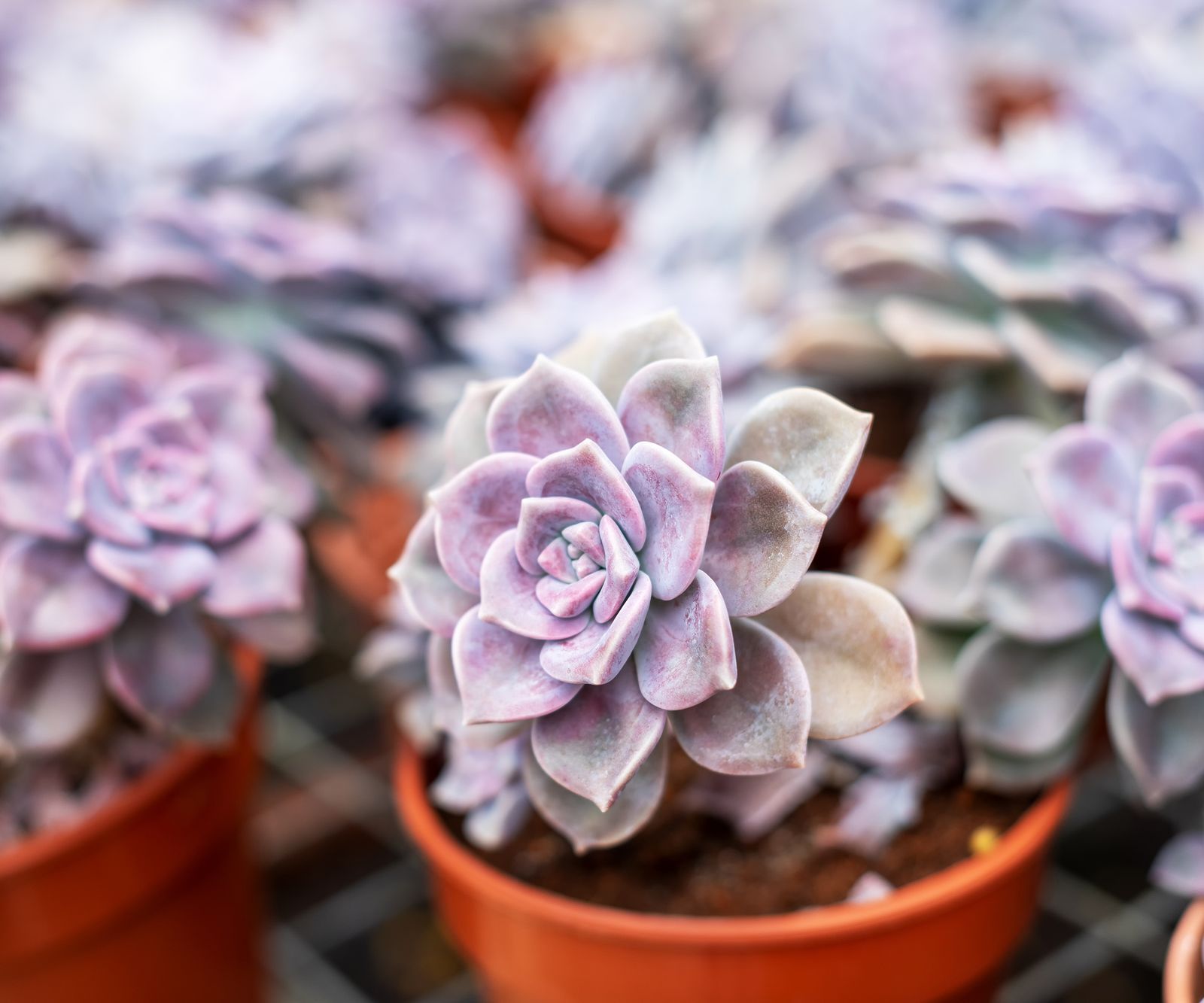 How to grow and care for ghost plants | Homes and Gardens