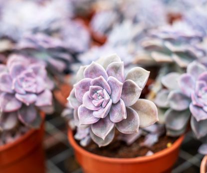 How to grow and care for ghost plants | Homes and Gardens