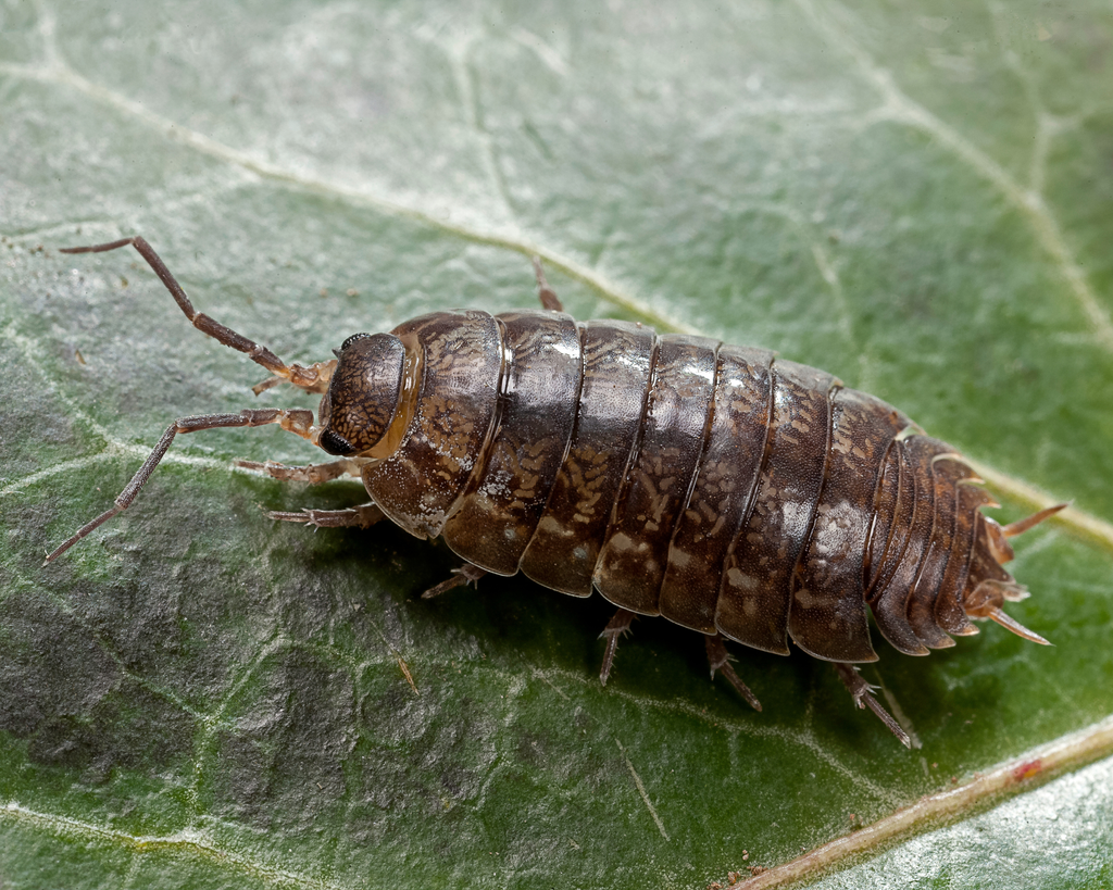 How to get rid of pill bugs inside your house | Homes and Gardens