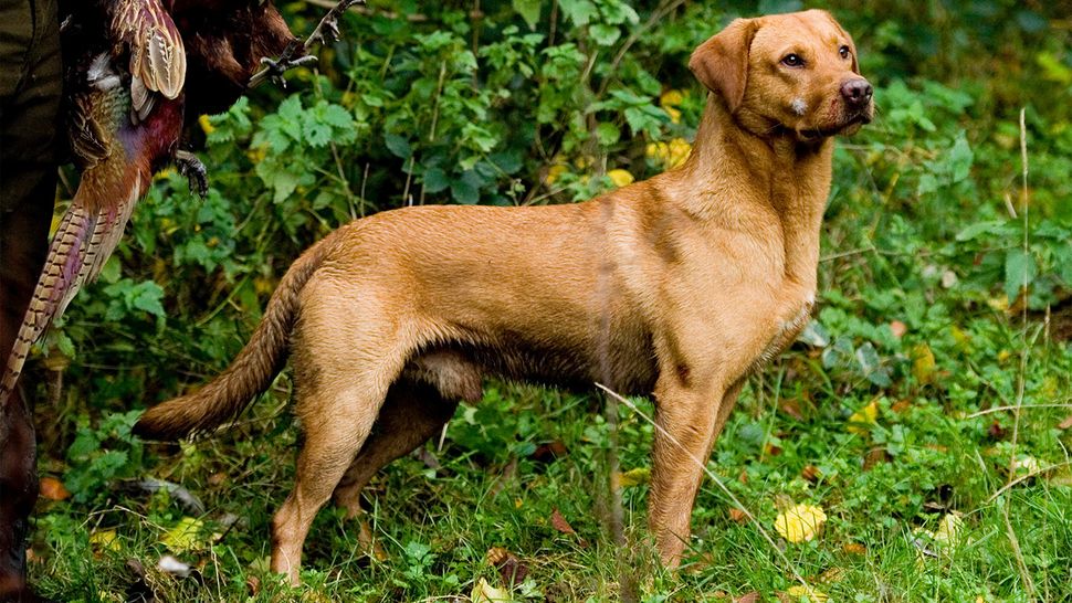 6 types of retriever breeds and what they all do | PetsRadar