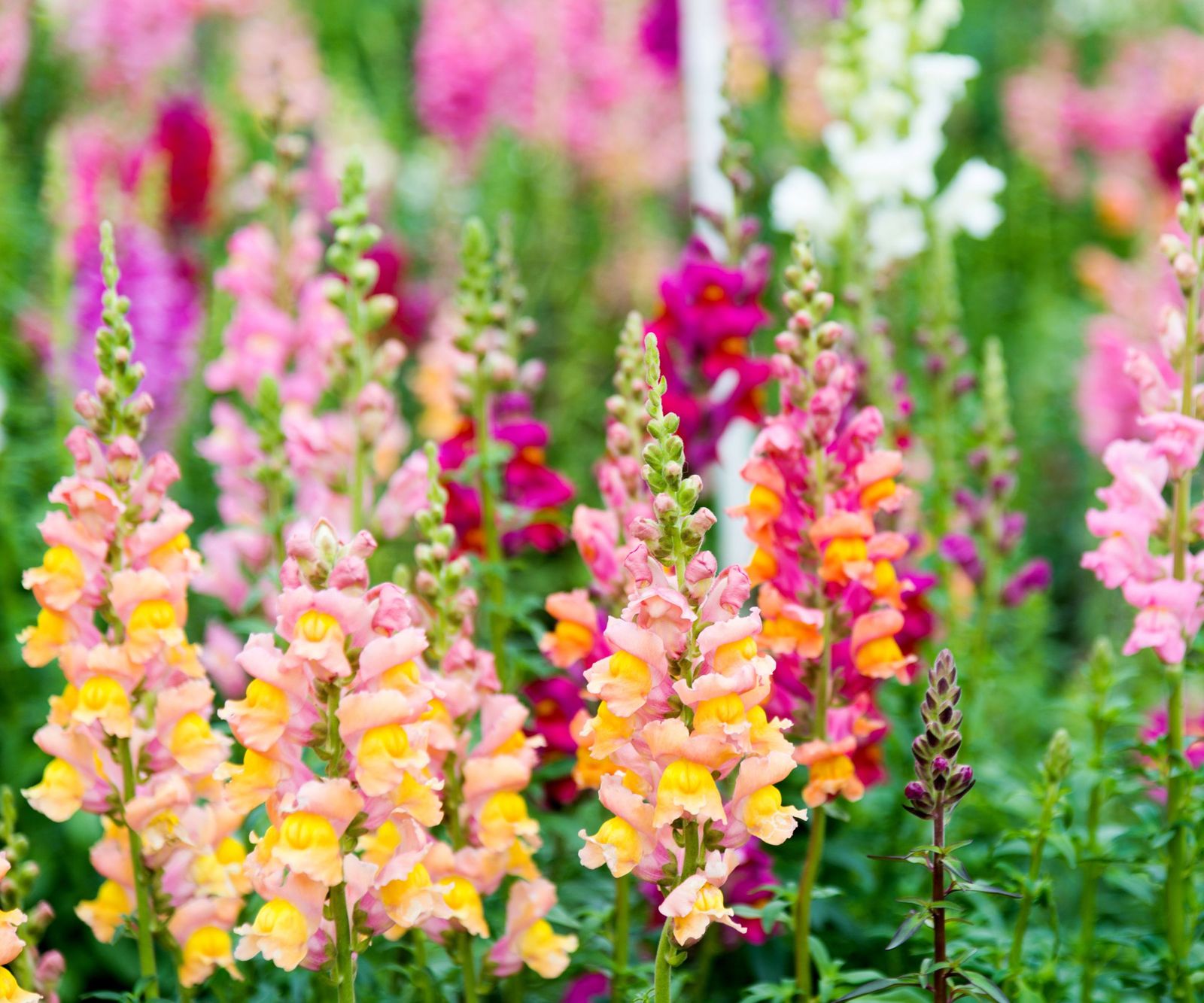 How to prune snapdragons: experts provide their top tips | Homes and ...