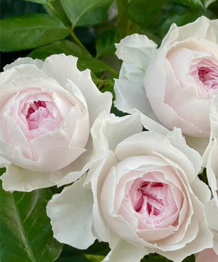 10 best rose varieties according to a professional grower | Homes and ...