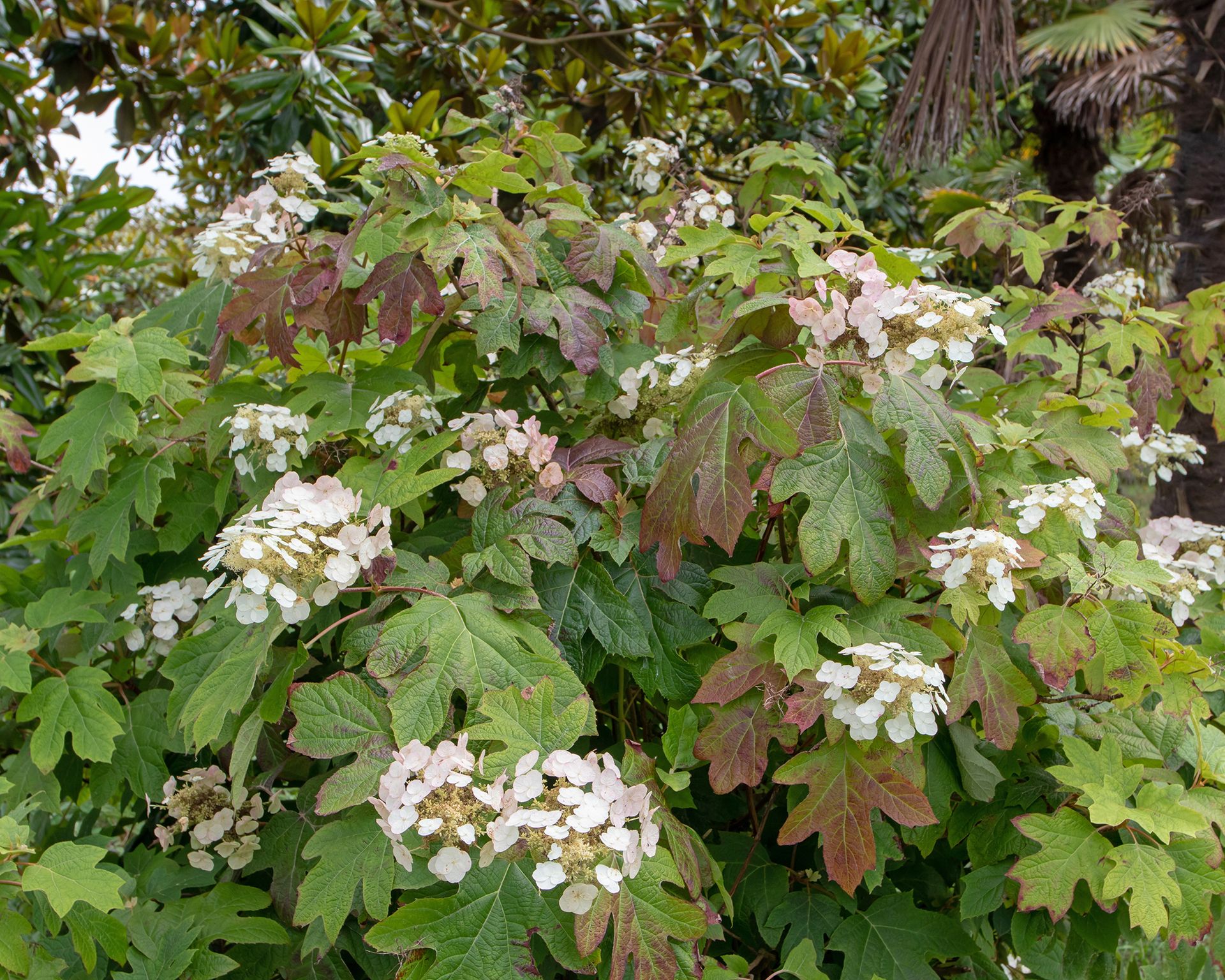How To Grow An Oakleaf Hydrangea For Four-Season Beauty | Gardening ...