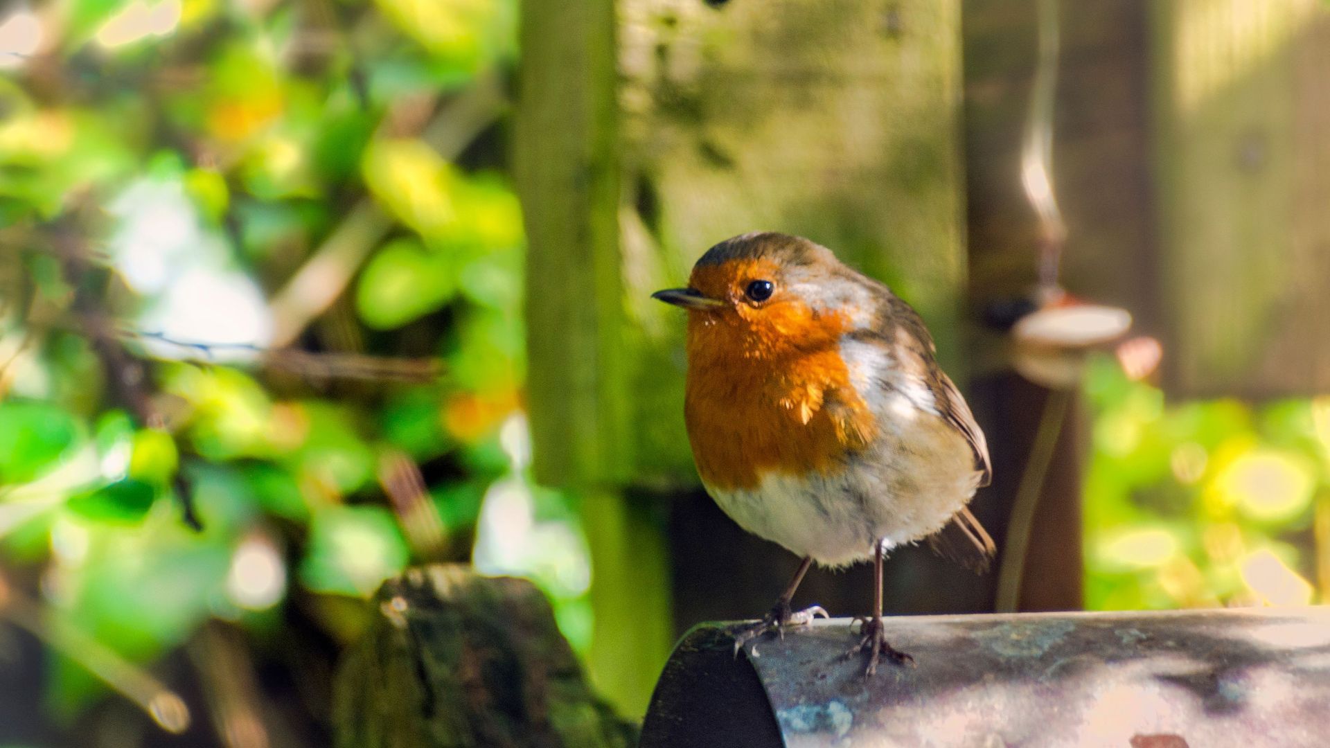 Why experts want you to dig a patch of soil in your garden | Ideal Home