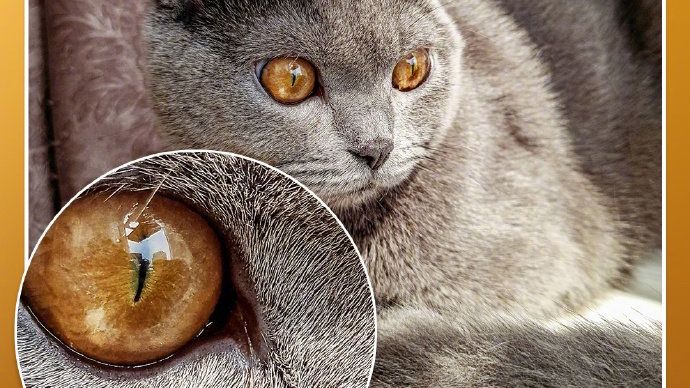 The world's first image from the world's first 64MP camera phone… is of ...