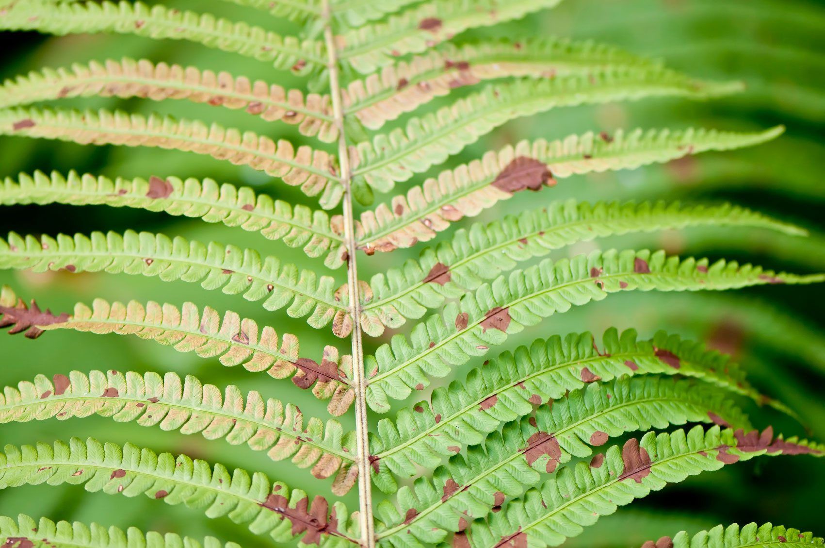 Rusty Fern Leaves - Why Is There Rust On Back Of Fern Fronds ...