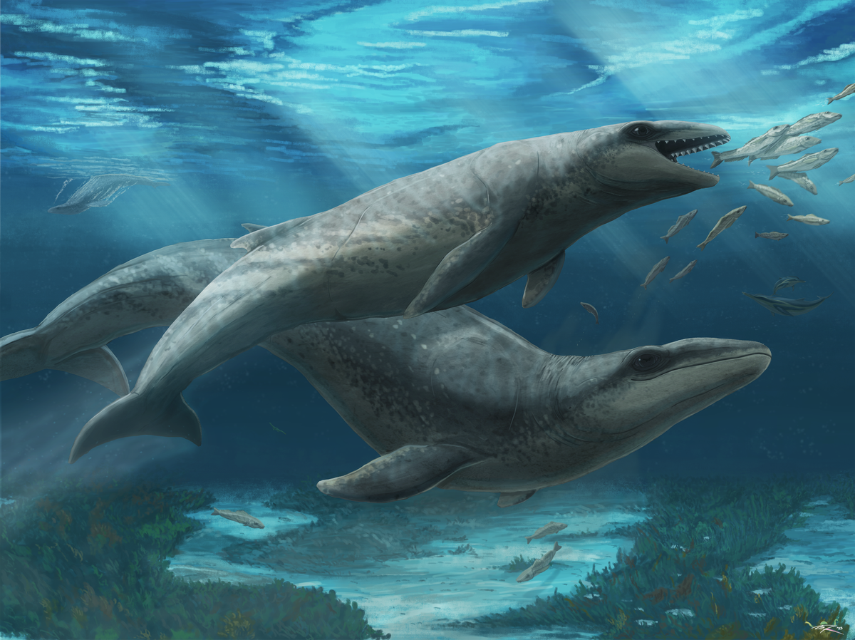 Ancient predatory whale with big eyes and razor-sharp teeth was ...