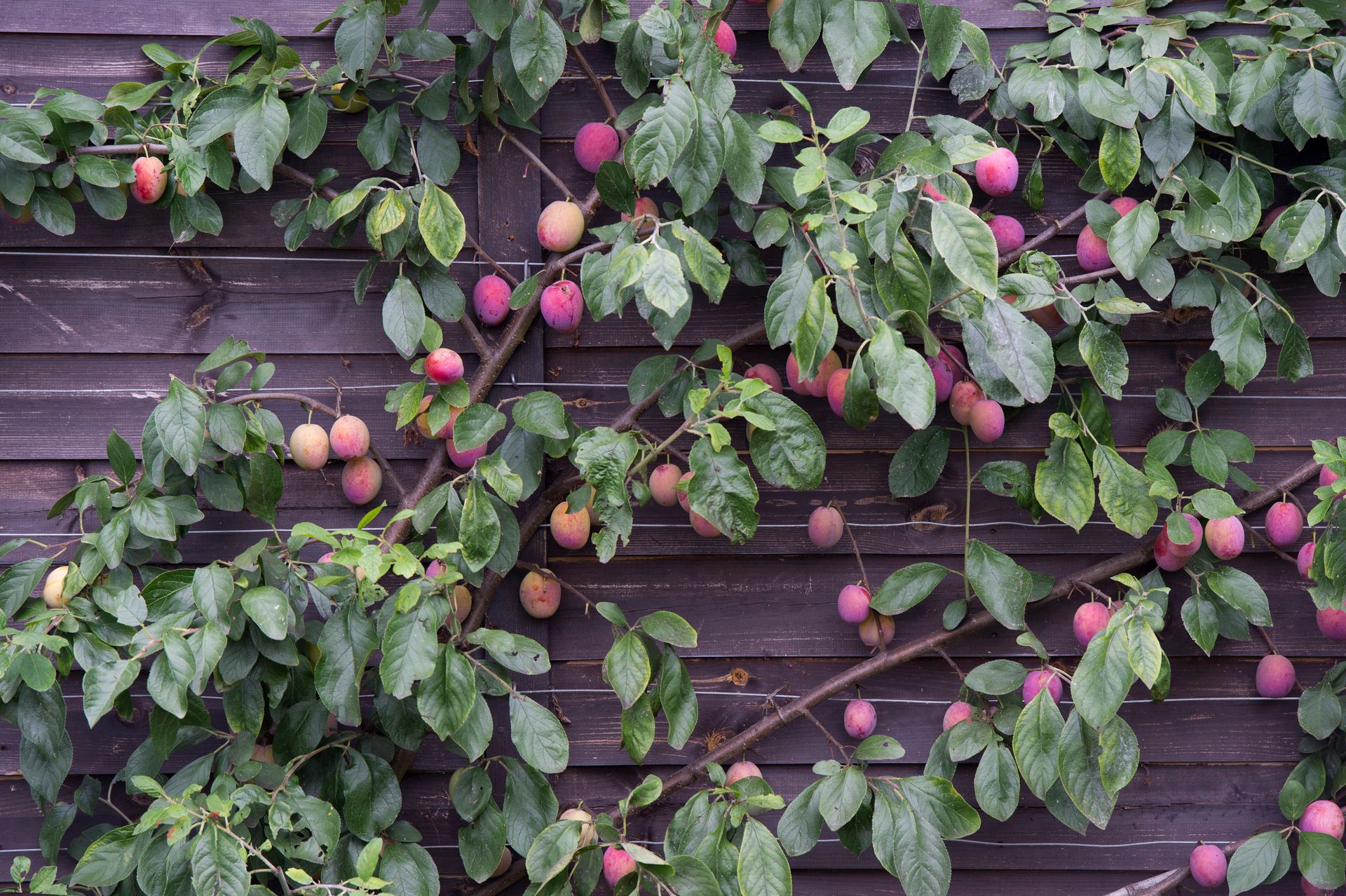 How to prune a peach tree: and the best time to do it | Homes and Gardens