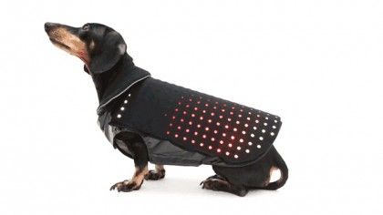 Pet tech: inside the strange and wacky world of animal wearables ...