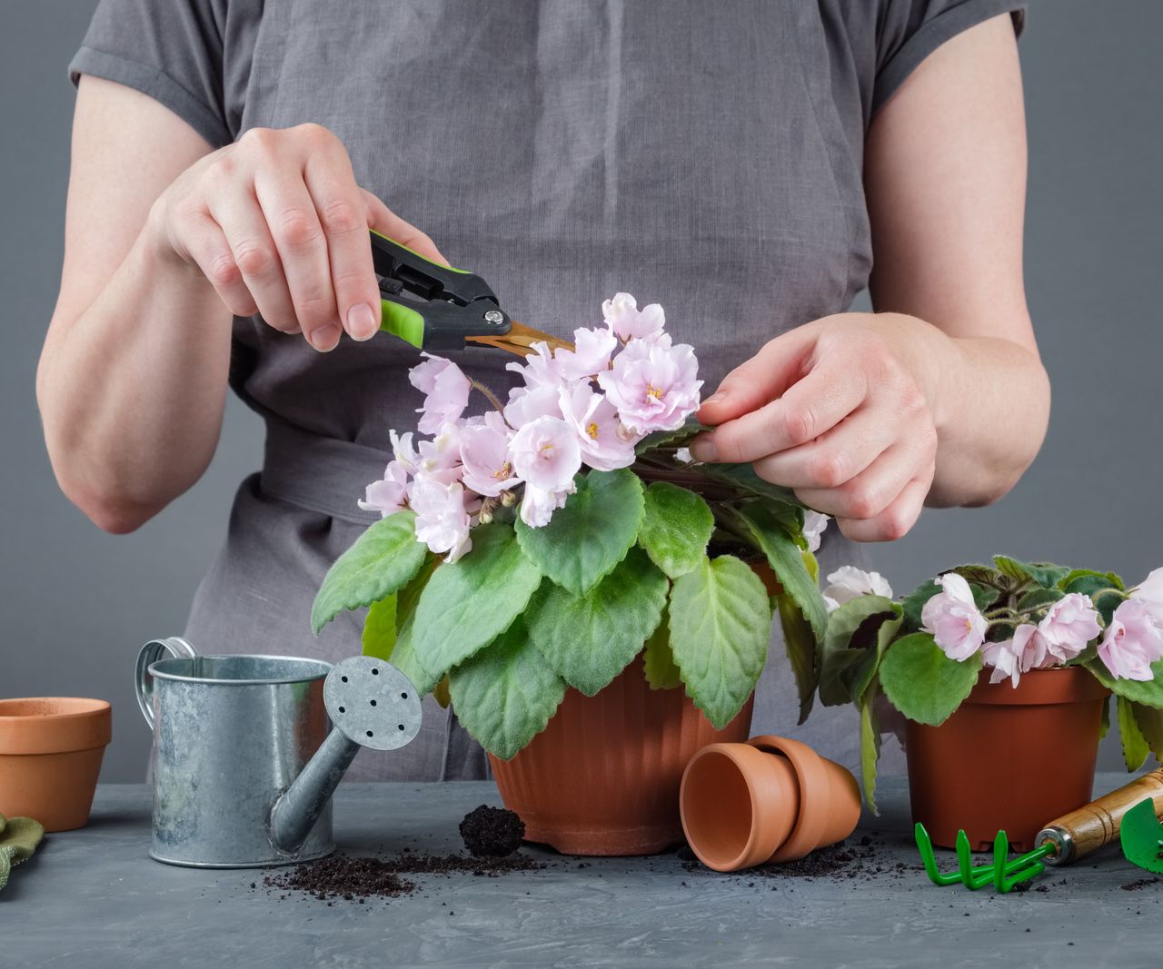 African violets care guide: 5 expert tips for bright blooms | Homes and ...