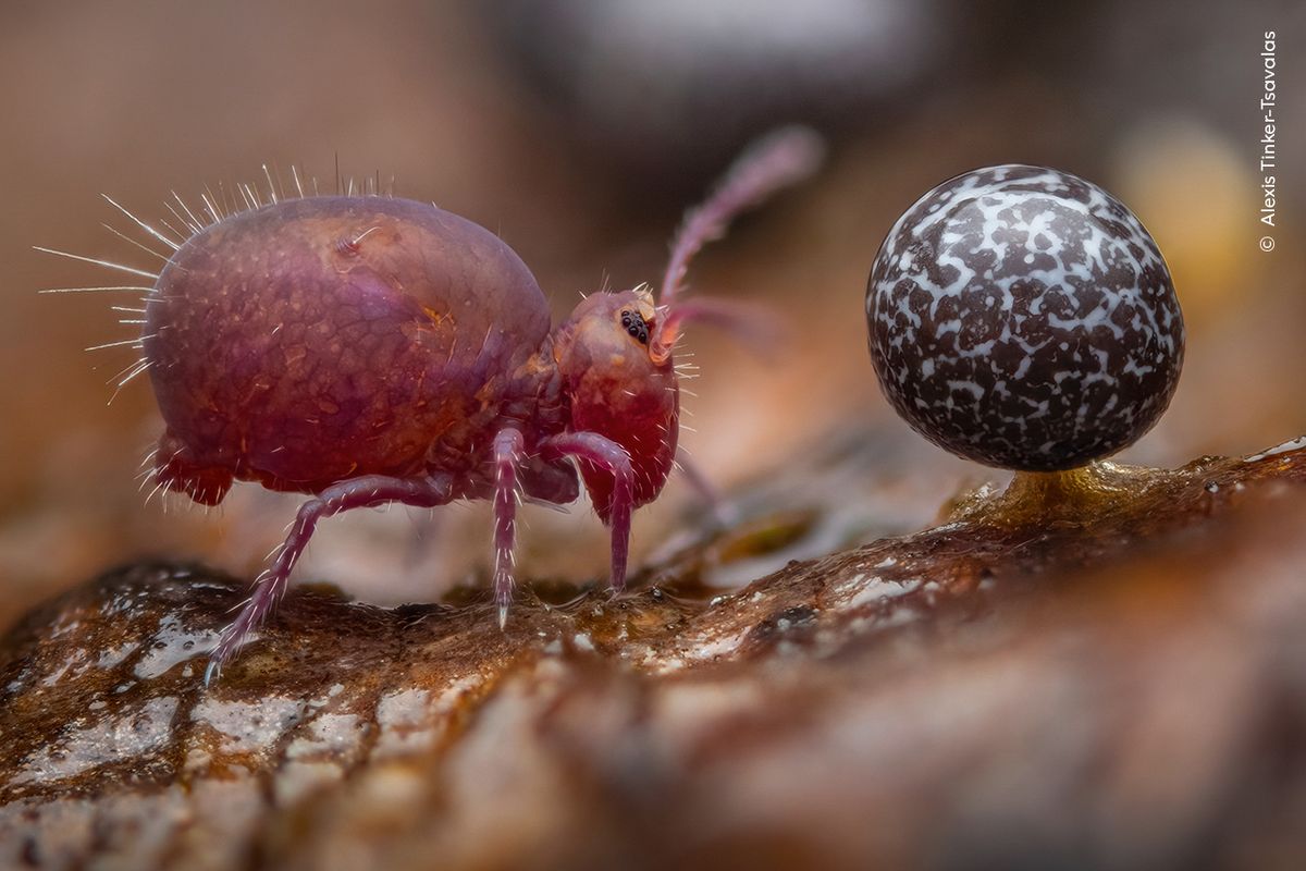 Wildlife Photographer of the Year 2024 snorkels among tadpoles for ...